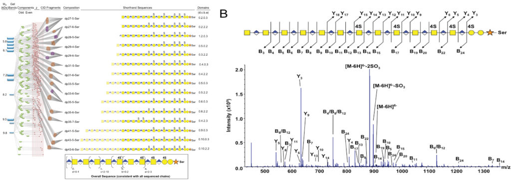 Sequencing of Full Length Glycans from the Proteoglycan Bikunin Using ...