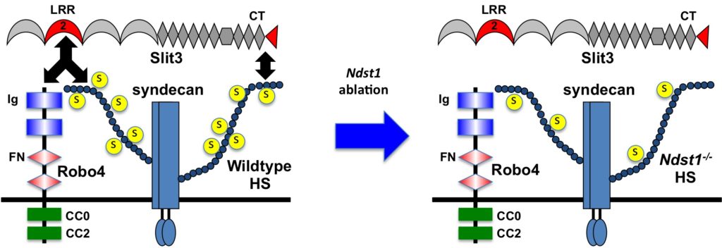 Slit Robo Interactions - Resource for Integrated Glycotechnology